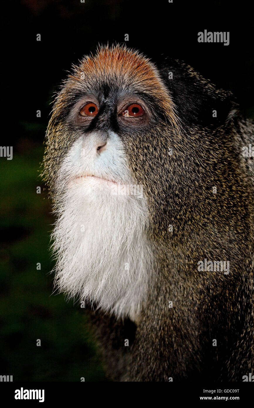 DE BRAZZA'S MONKEY cercopithecus neglectus, PORTRAIT OF MALE Stock ...