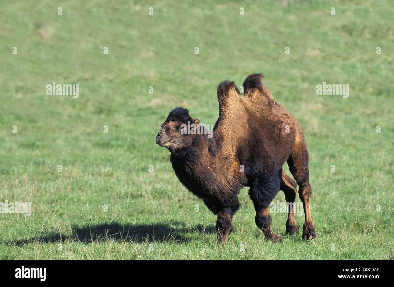 Bactrian Camel, camelus bactrianus Stock Photo - Alamy
