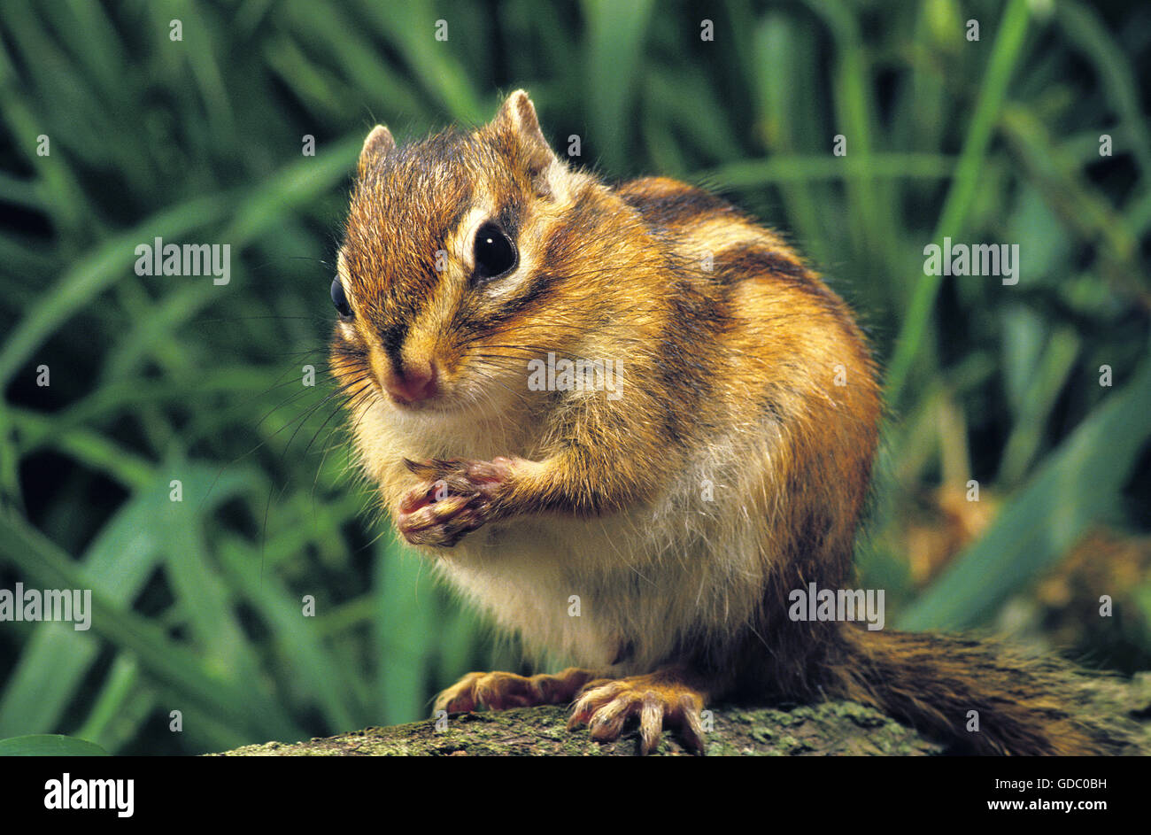 Corean Squirrel, eutamia sibericus, Adult Stock Photo - Alamy
