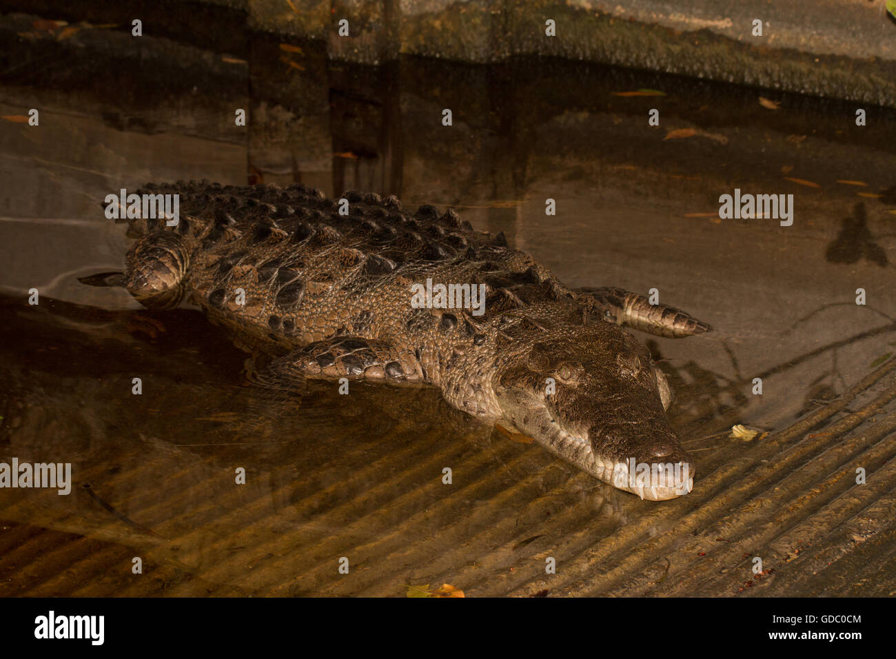 American crocodile relaxing on a boat ramp at night - Crocodylus acutus ...
