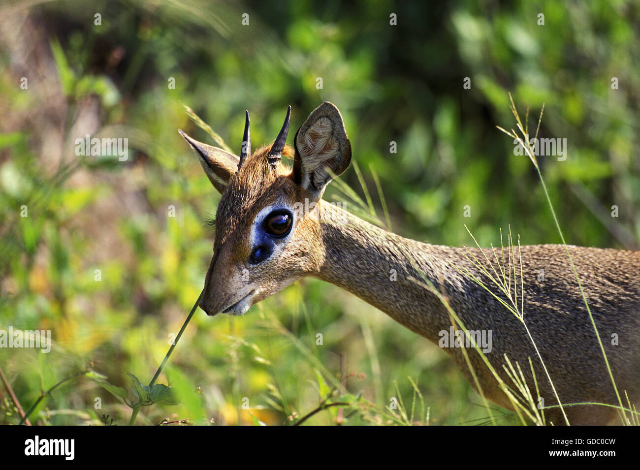 Kirk's Dik Dik, madoqua kirkii, Samburu Park in Kenya Stock Photo - Alamy