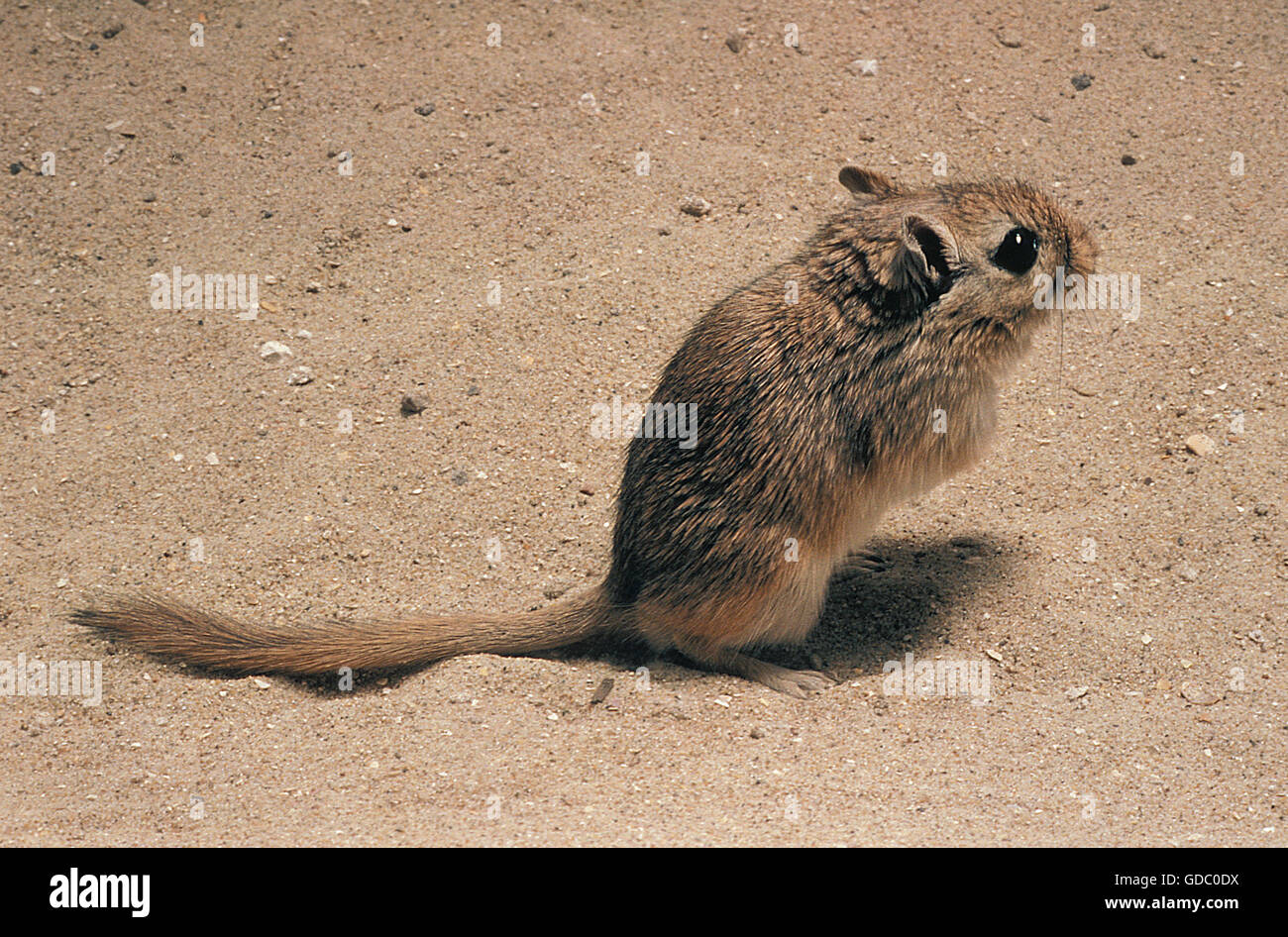 NORTH AFRICAN GERBIL gerbillus campestris, ADULT IN SAND Stock Photo ...