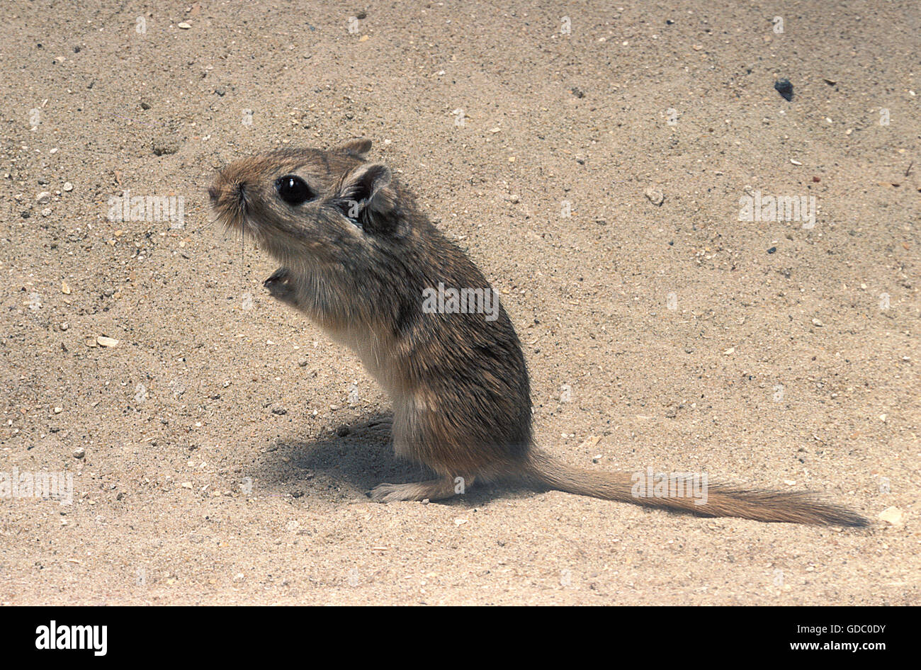 North African Gerbil, gerbillus campestris, Adult sitting on Sand Stock ...