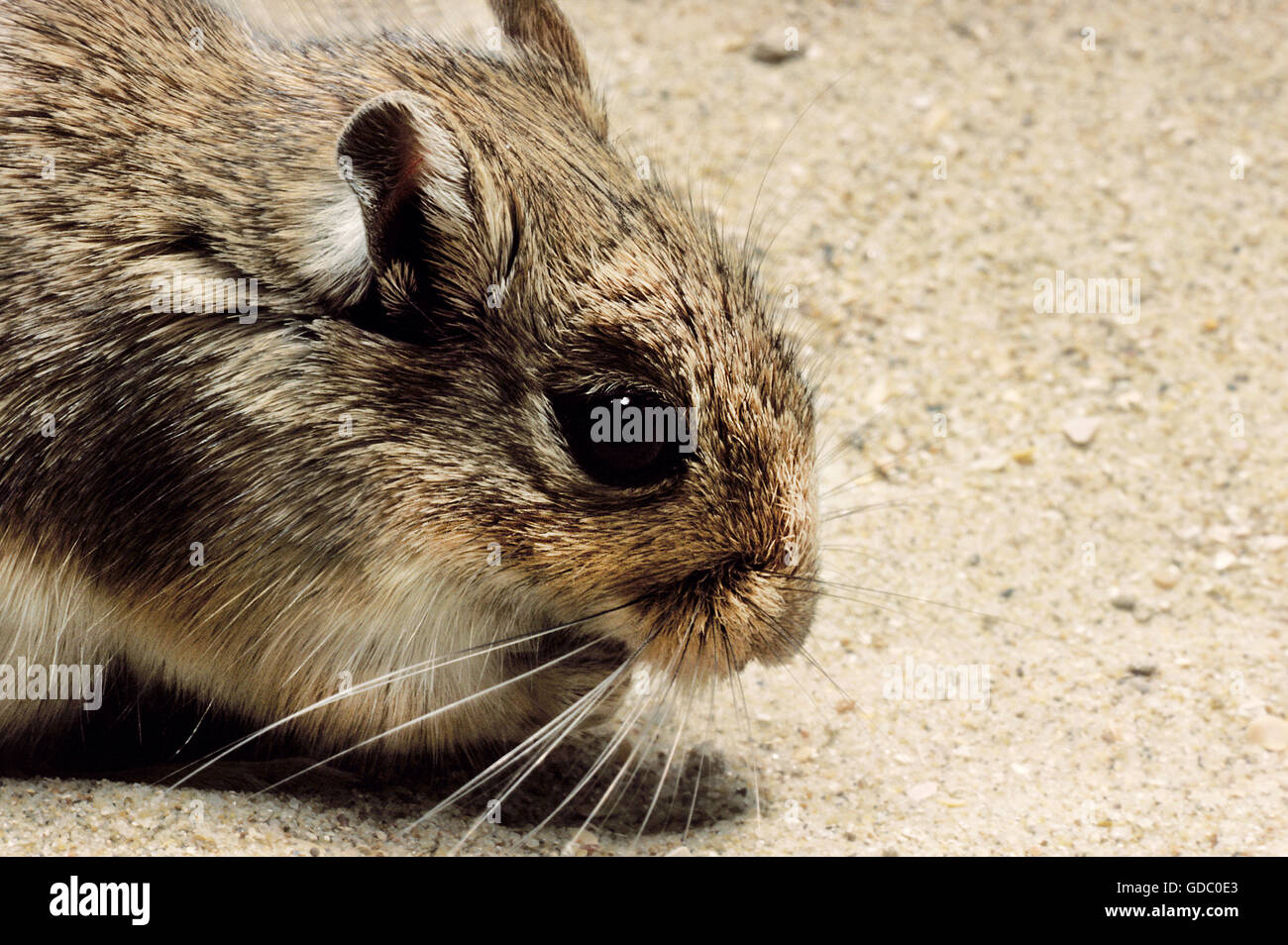 NORTH AFRICAN GERBIL gerbillus campestris, HEAD OF ADULT Stock Photo ...