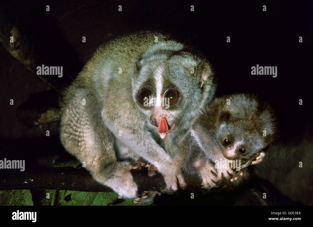 Slender Loris High Resolution Stock Photography and Images - Alamy