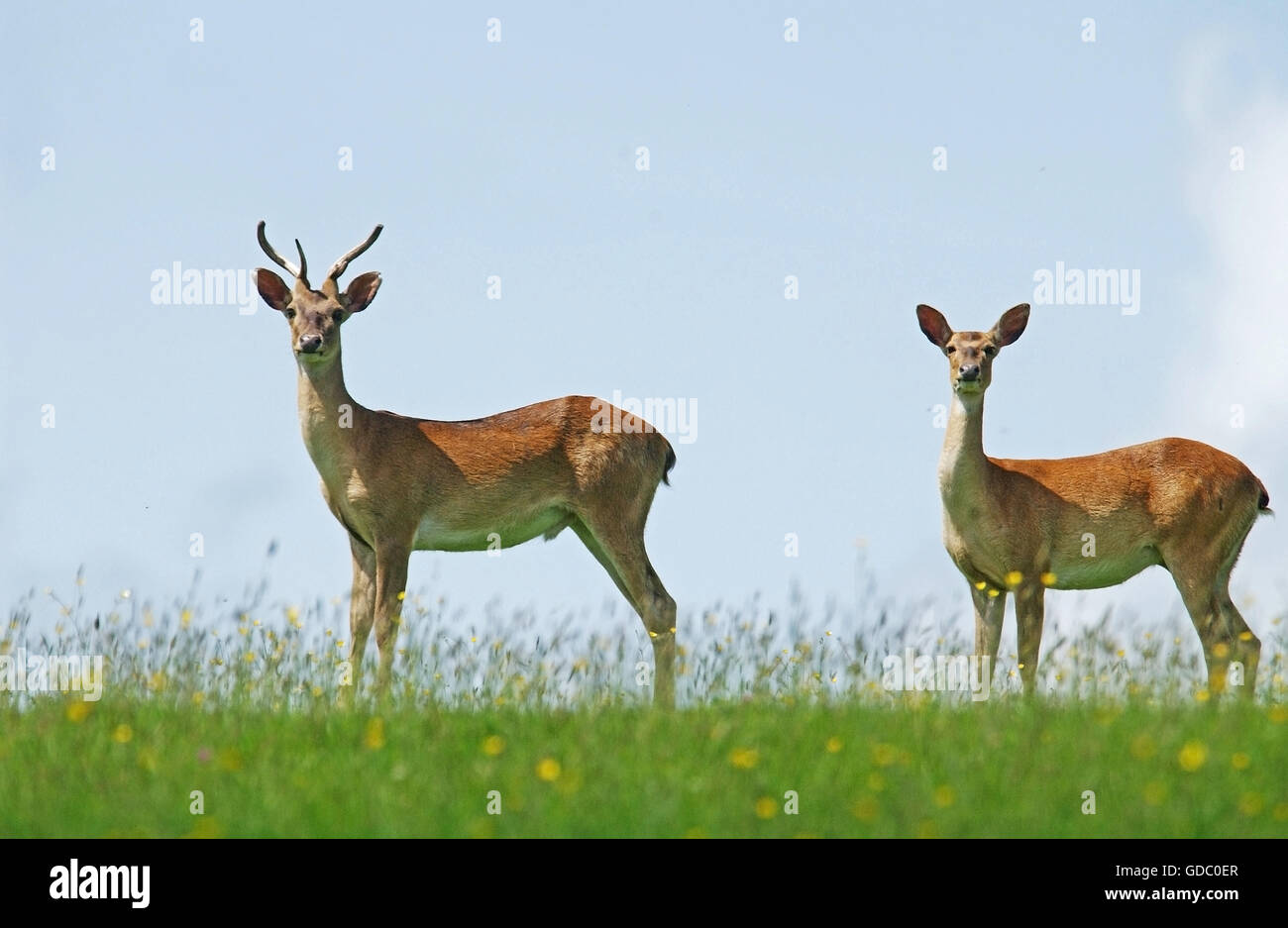 Eld's Deer or Brown-Antlered Deer, cervus eldii, Pair Stock Photo - Alamy