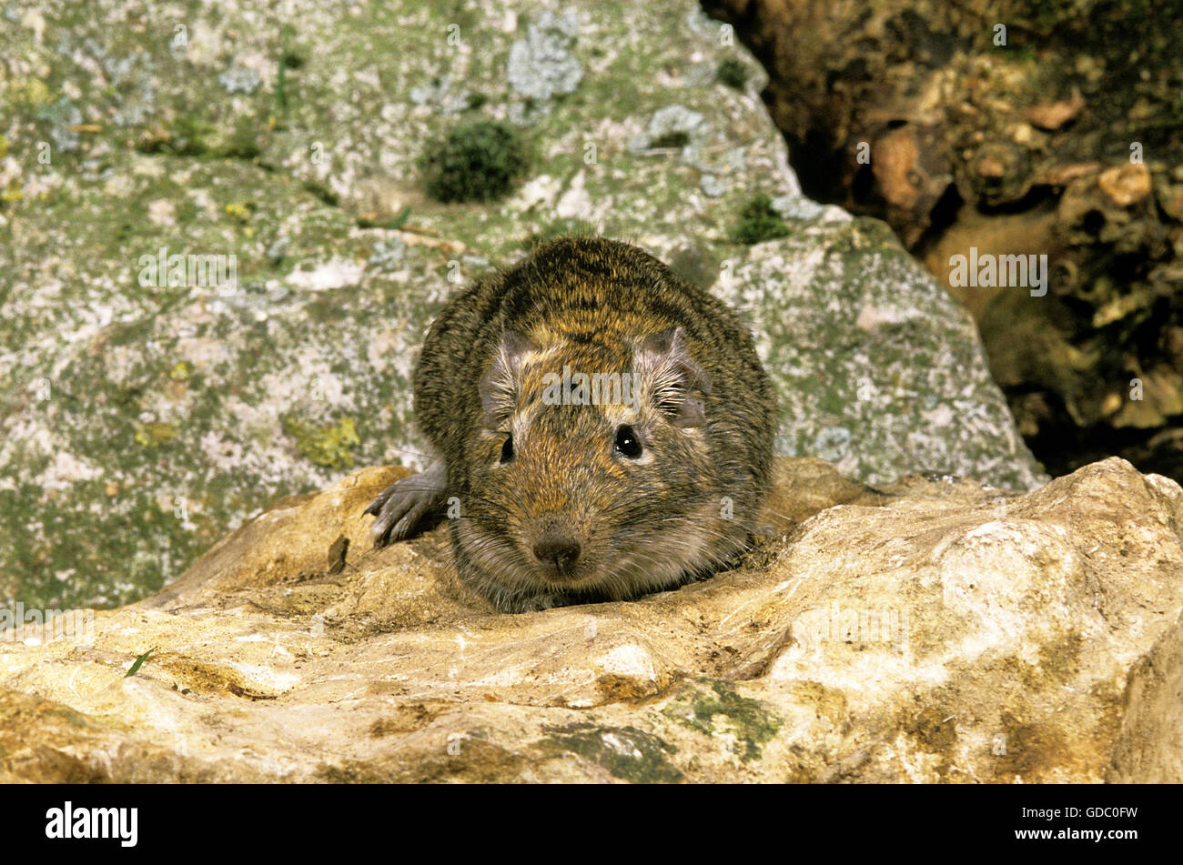 Octodon hi-res stock photography and images - Alamy