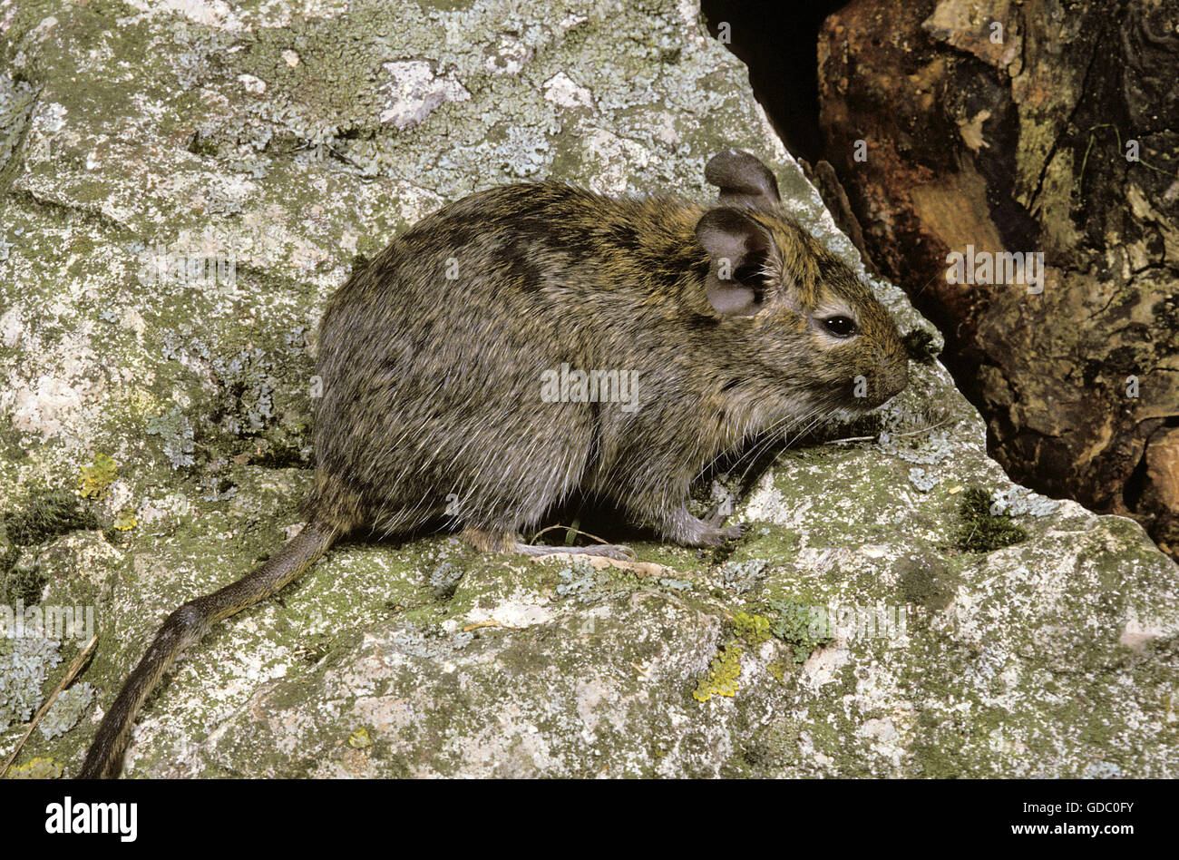 Octodon High Resolution Stock Photography and Images - Alamy