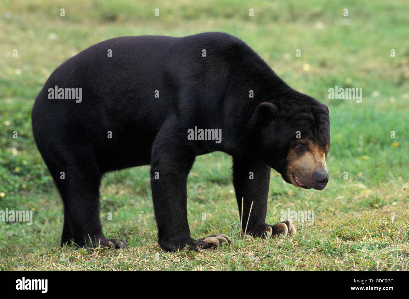 ADULT MALAYAN SUN BEAR helarctos malayanus ON GRASS Stock Photo - Alamy