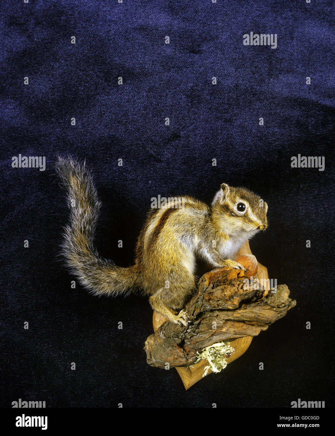 Corean Squirrel, eutamia sibericus, Stuffed Adult Stock Photo - Alamy