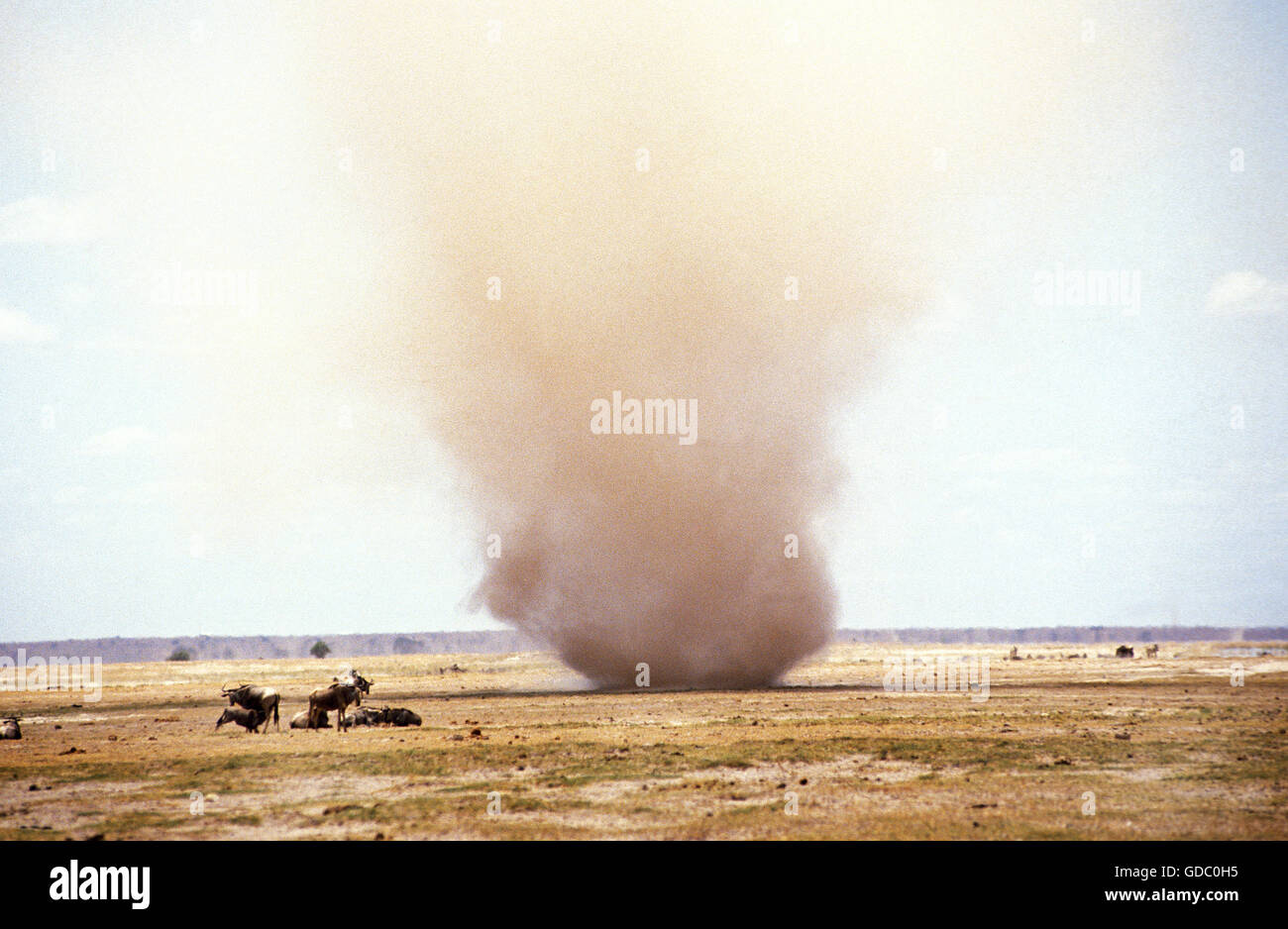 Black wildebeest, connochaetes gnou, Sand Tornado, Kenya Stock Photo ...
