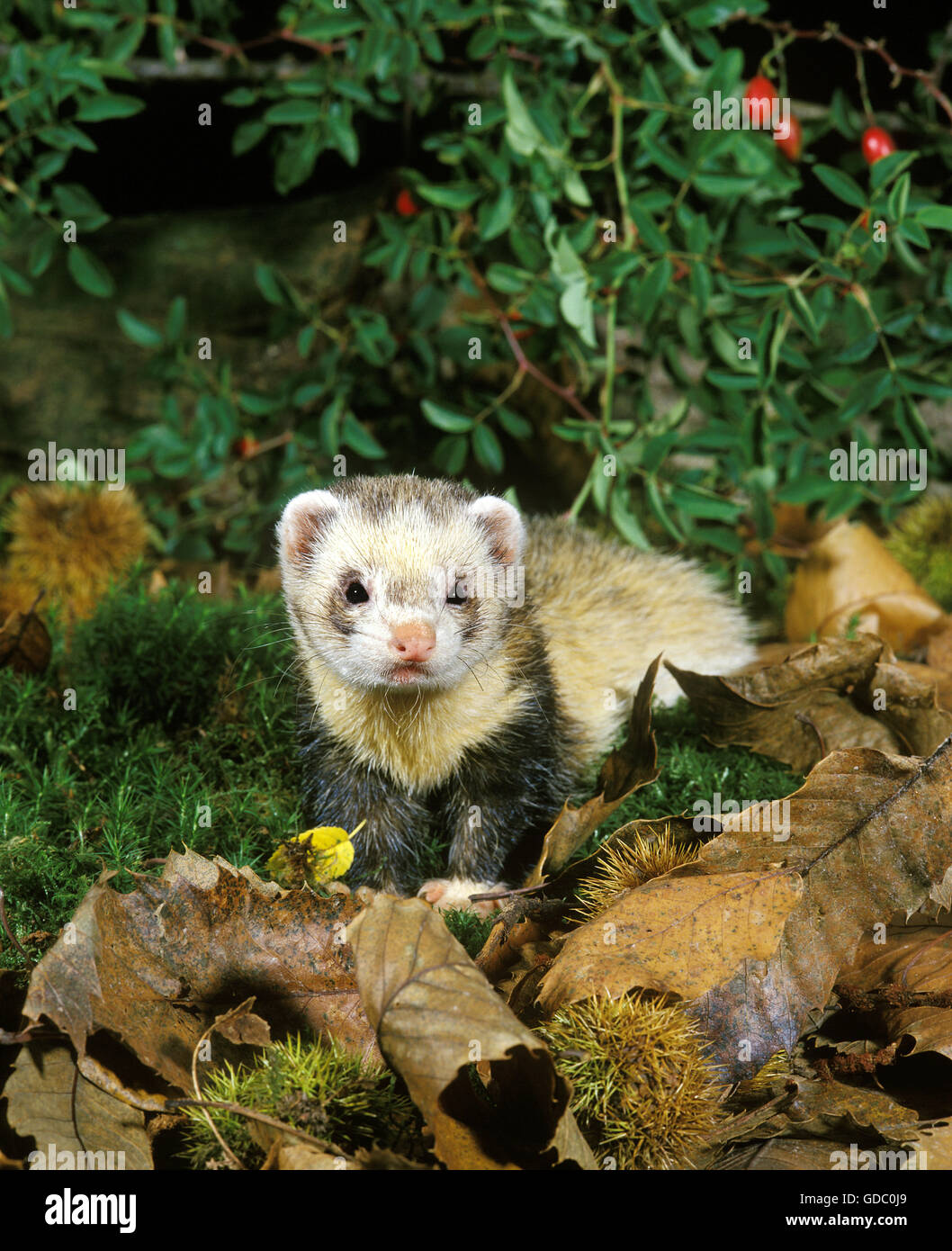 European Polecat, mustela putorius, Adult Stock Photo - Alamy