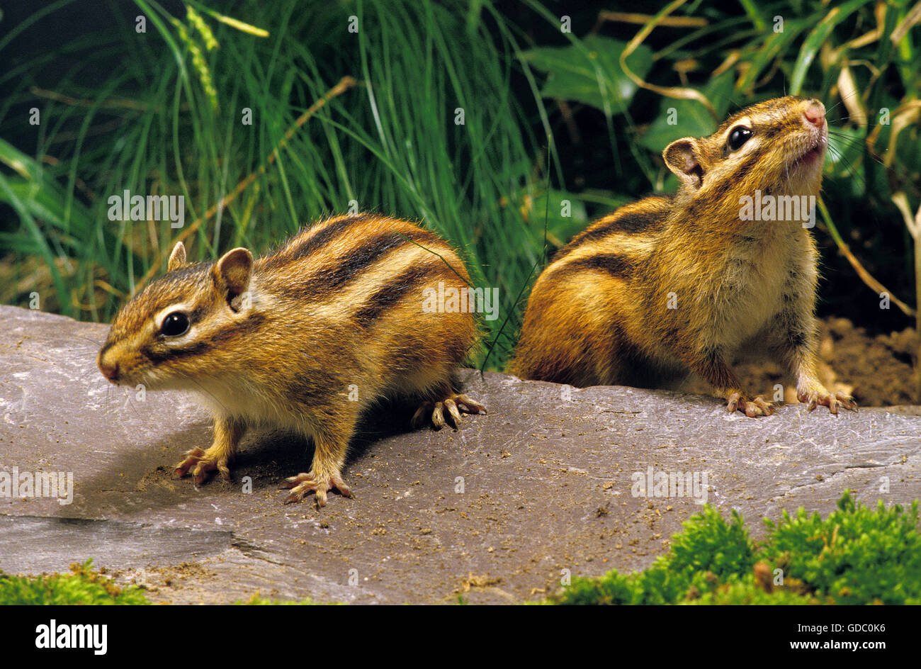 Corean Squirrel, eutamia sibericus, Adults Stock Photo - Alamy
