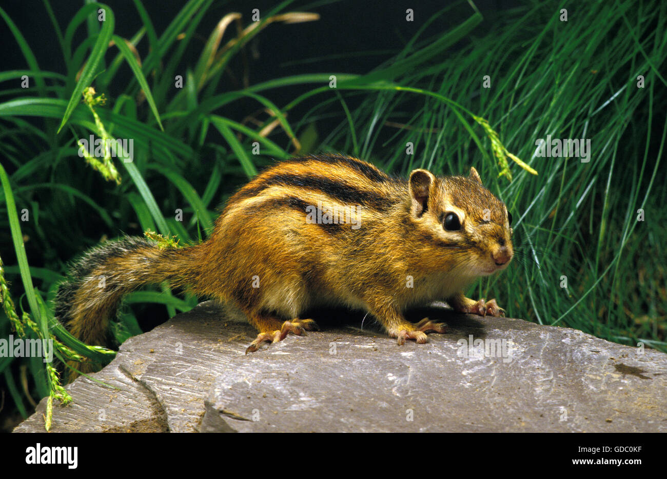 Corean Squirrel, eutamia sibericus, Adult Stock Photo - Alamy