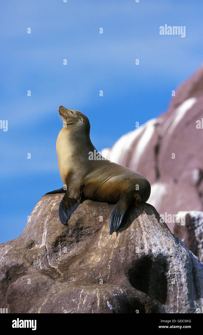 Adult sunning on rocks hi-res stock photography and images - Alamy