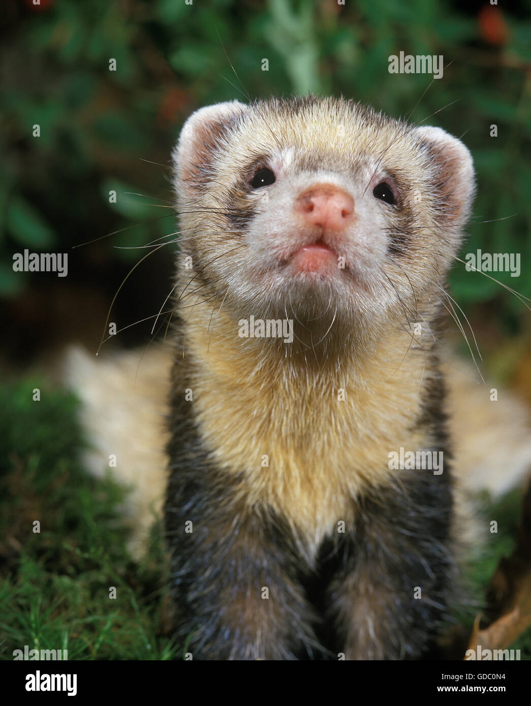 Polecat portrait hi-res stock photography and images - Alamy
