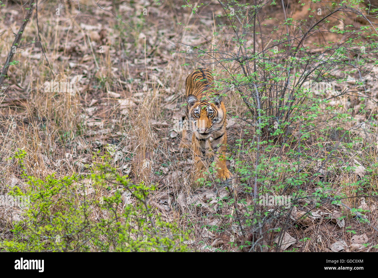Wild Bengal Tiger inside the grass at Ranthambhore forest. [Panthera ...