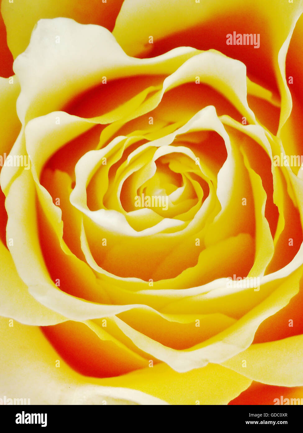 Rose Concepts High Resolution Stock Photography and Images - Alamy