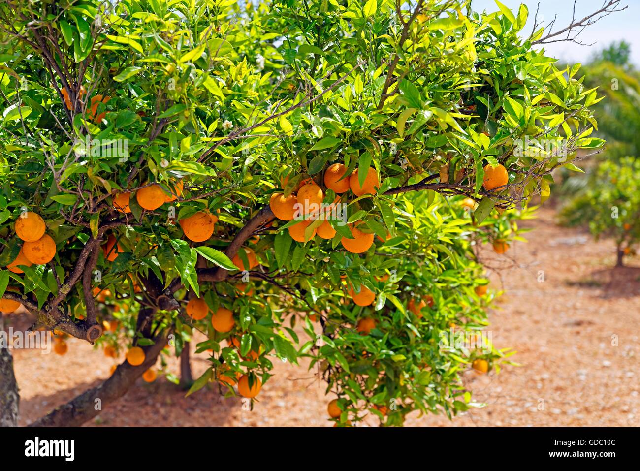 Plantation agriculture hi-res stock photography and images - Alamy
