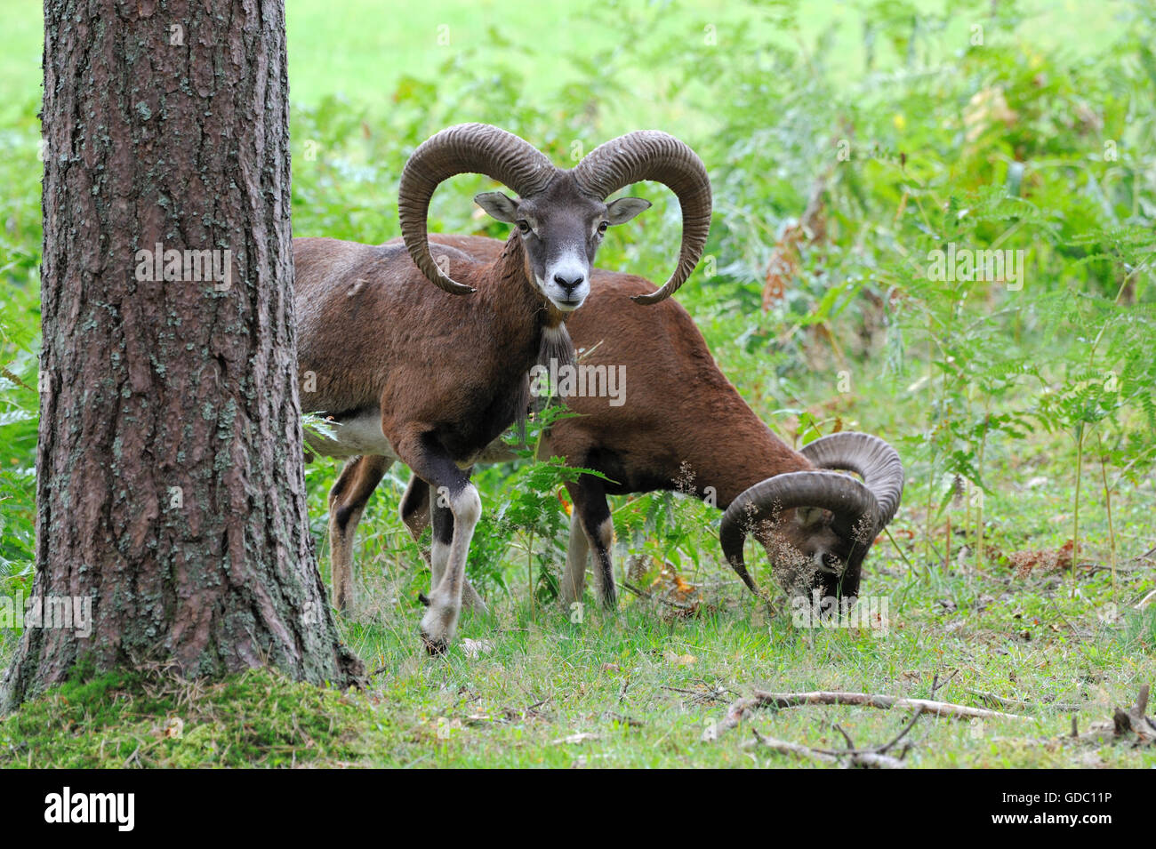 Mufflon hi-res stock photography and images - Alamy