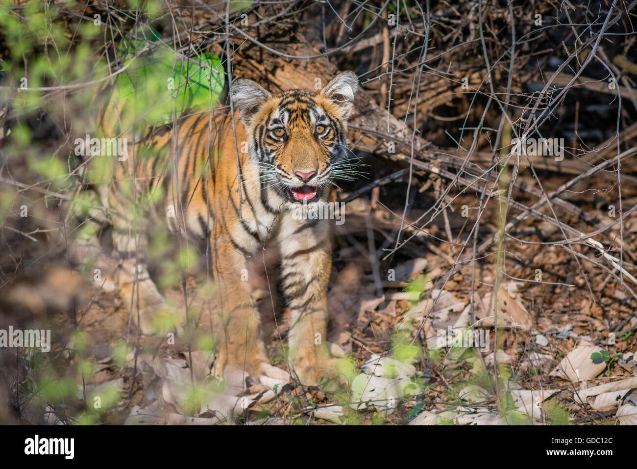 Wild Bengal Tiger cub looking at camera Ranthambhore forest. [Panthera ...