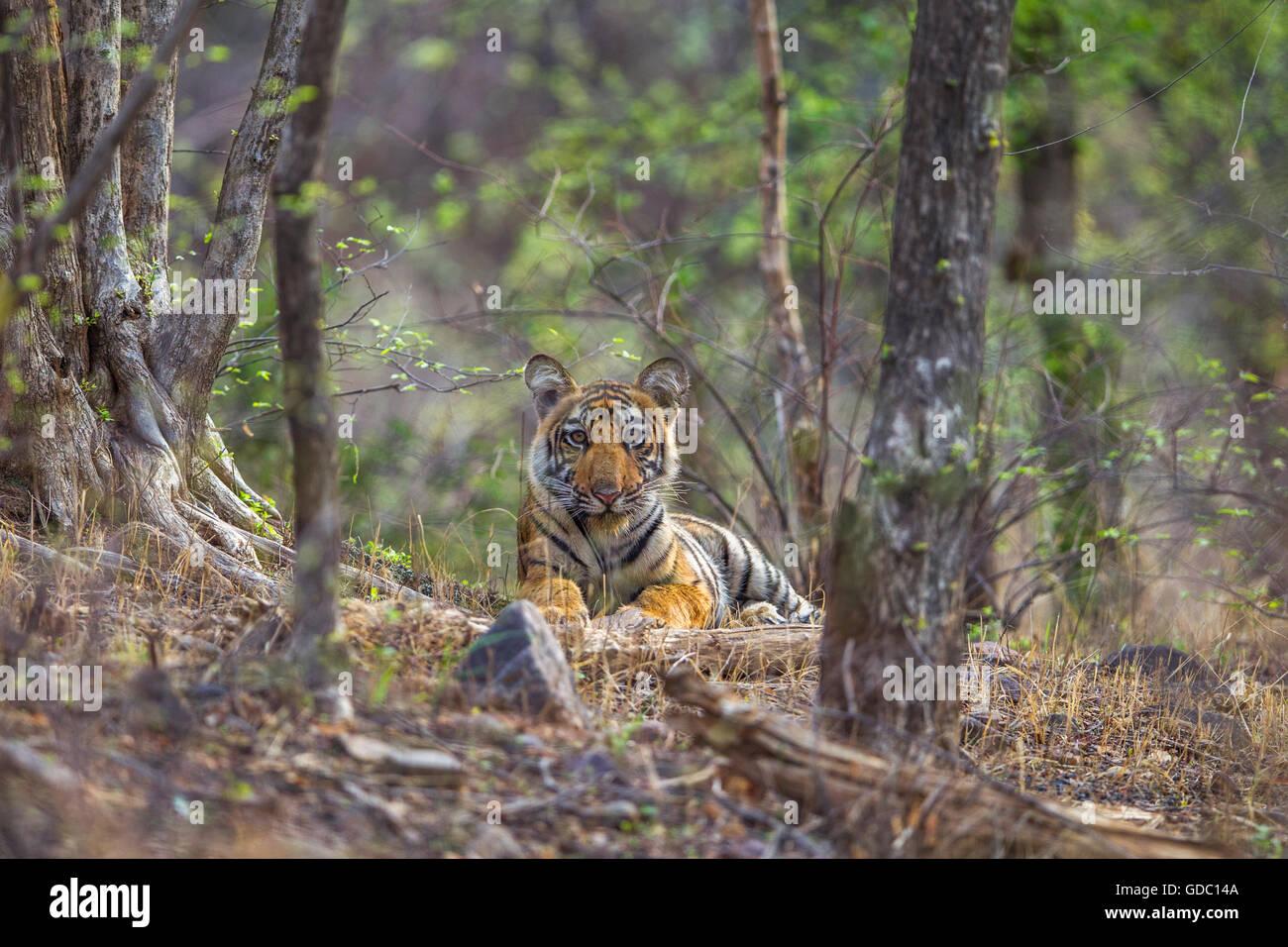 Wild Bengal Tiger cub beside the trees at Ranthambhore forest ...