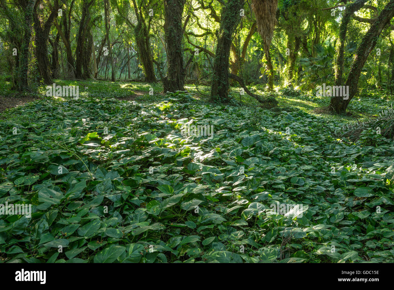 USA,Vereinigte Staaten,Amerika,Hawaii,Maui,Kaanapali,forest near ...