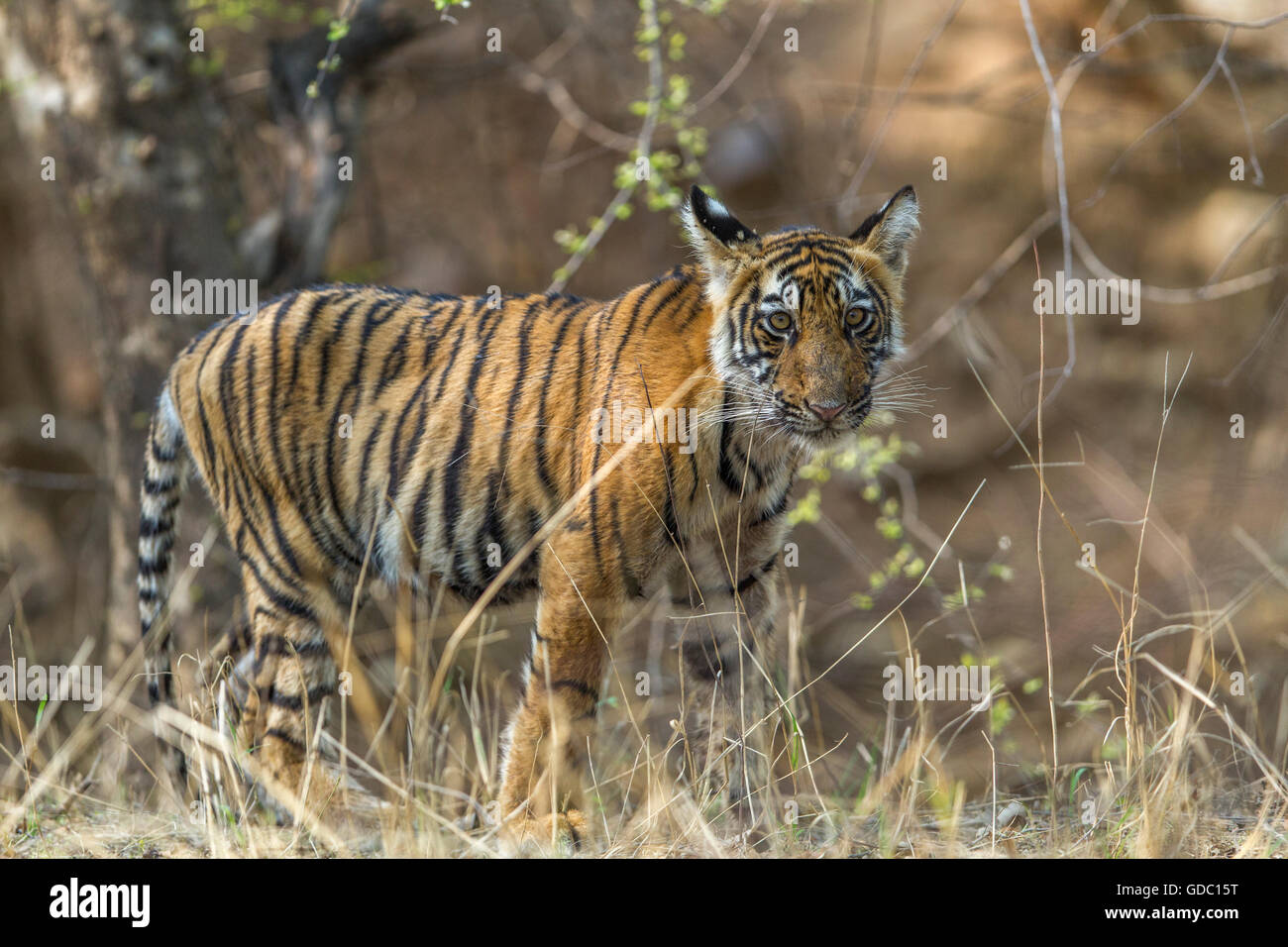 Wild Bengal Tiger cub watching at Ranthambhore forest. [Panthera Tigris ...