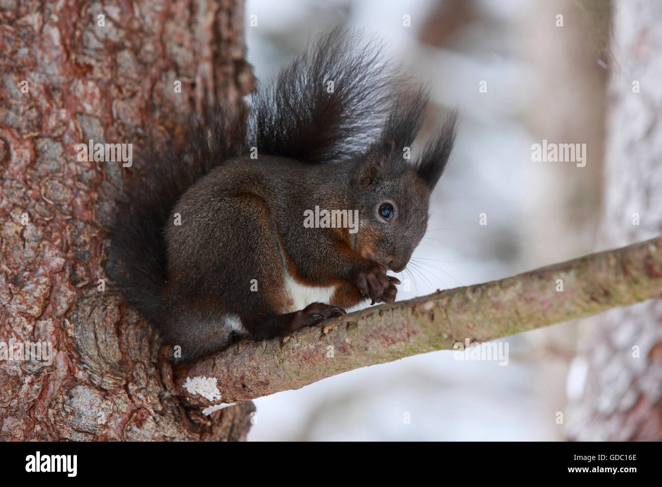 European squirrel,Sciurus vulgaris,Eurasian red Squirrel,Switzerland ...