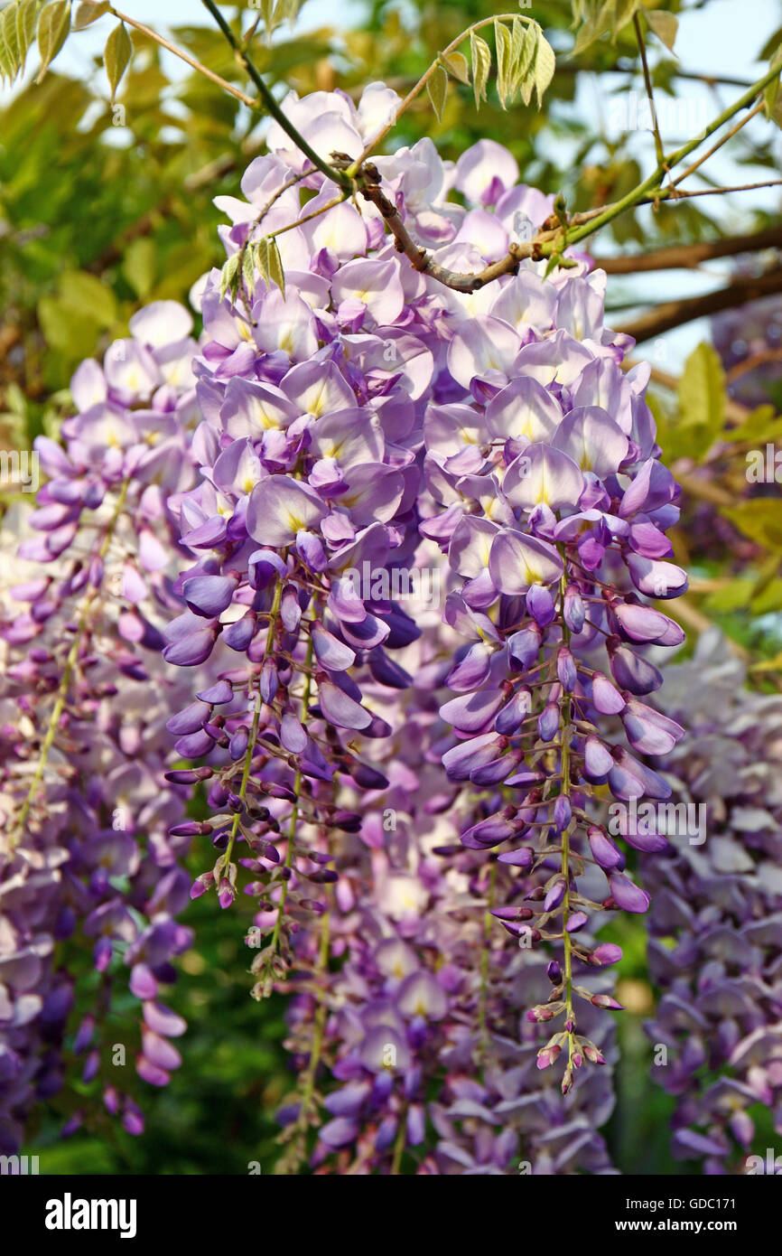 Flower of wisteria, wisteria sinensis, genus of flowering plants Stock ...