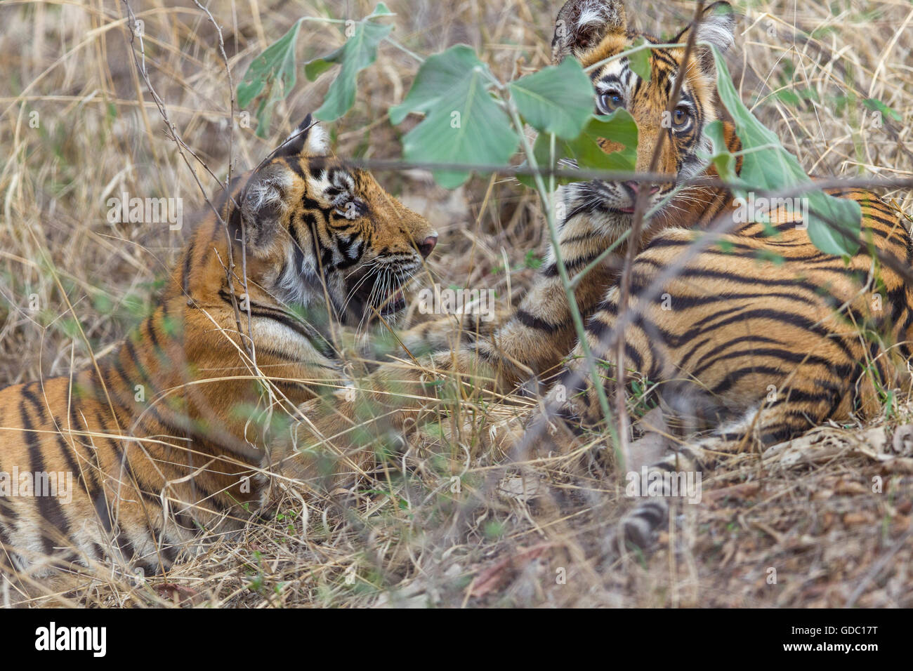 Wild Bengal Tiger cubs resting beside the trees at Ranthambhore forest ...