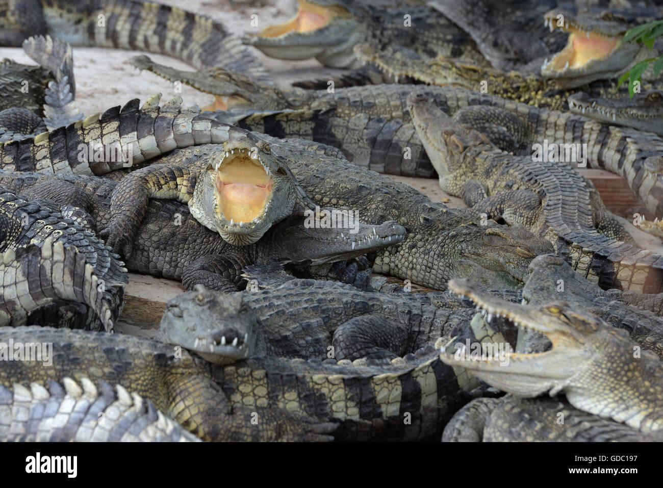 Krokodil farm hi-res stock photography and images - Alamy