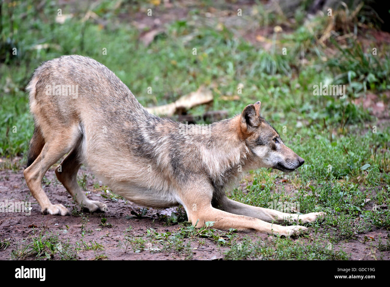 Wolves in summer Stock Photo - Alamy