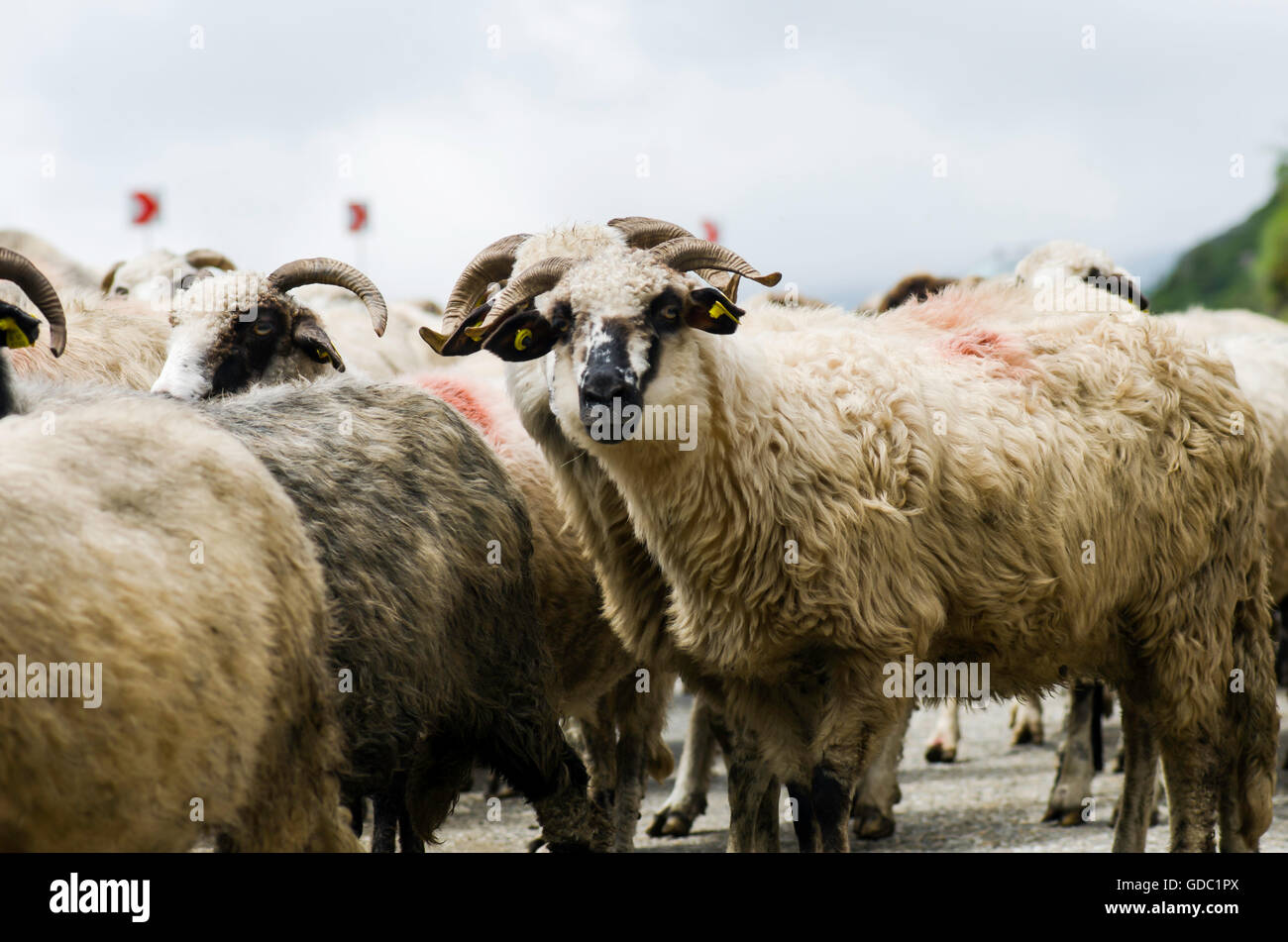 Black sheep among white sheep hi-res stock photography and images - Alamy