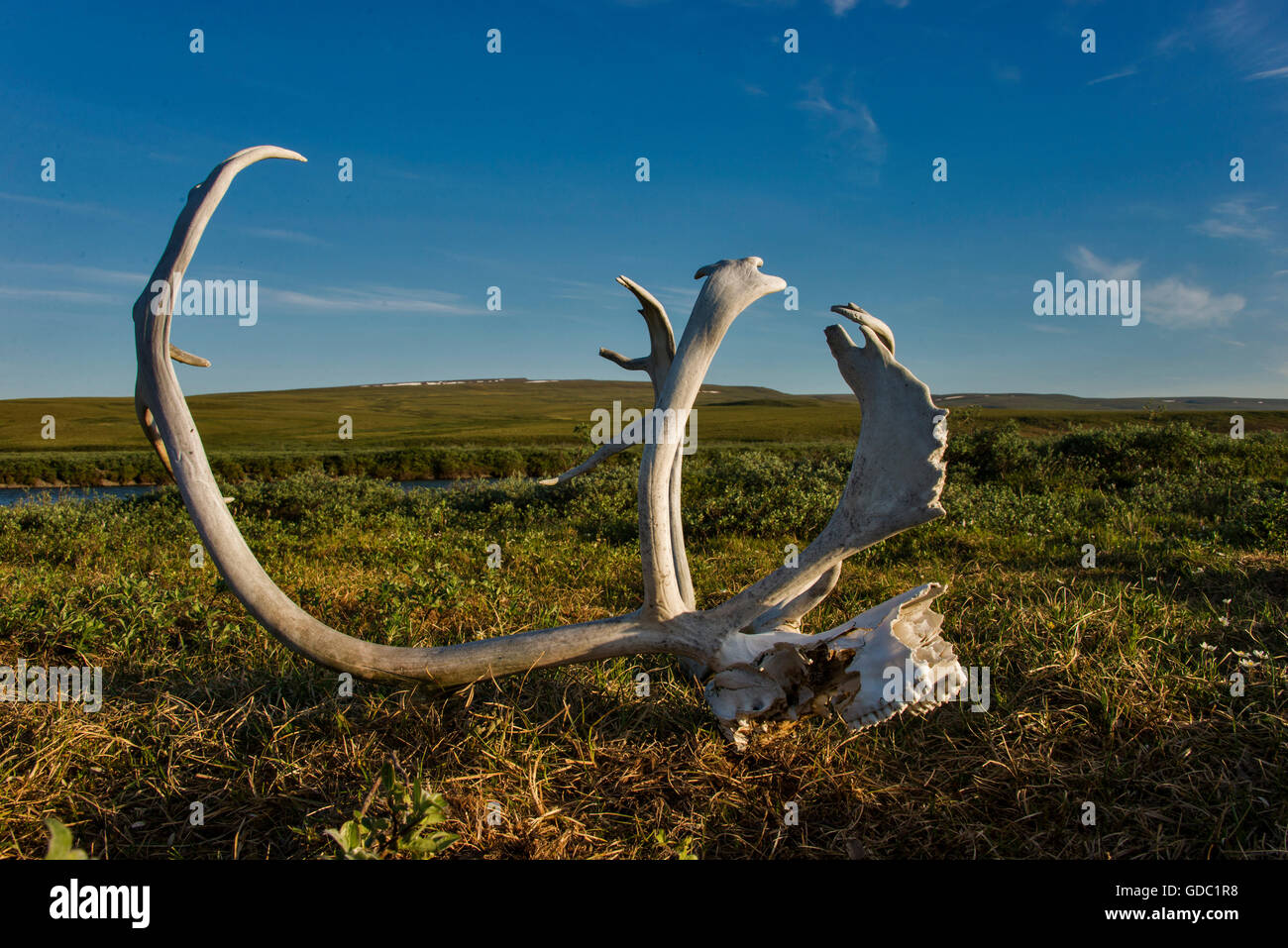 Caribou Skull