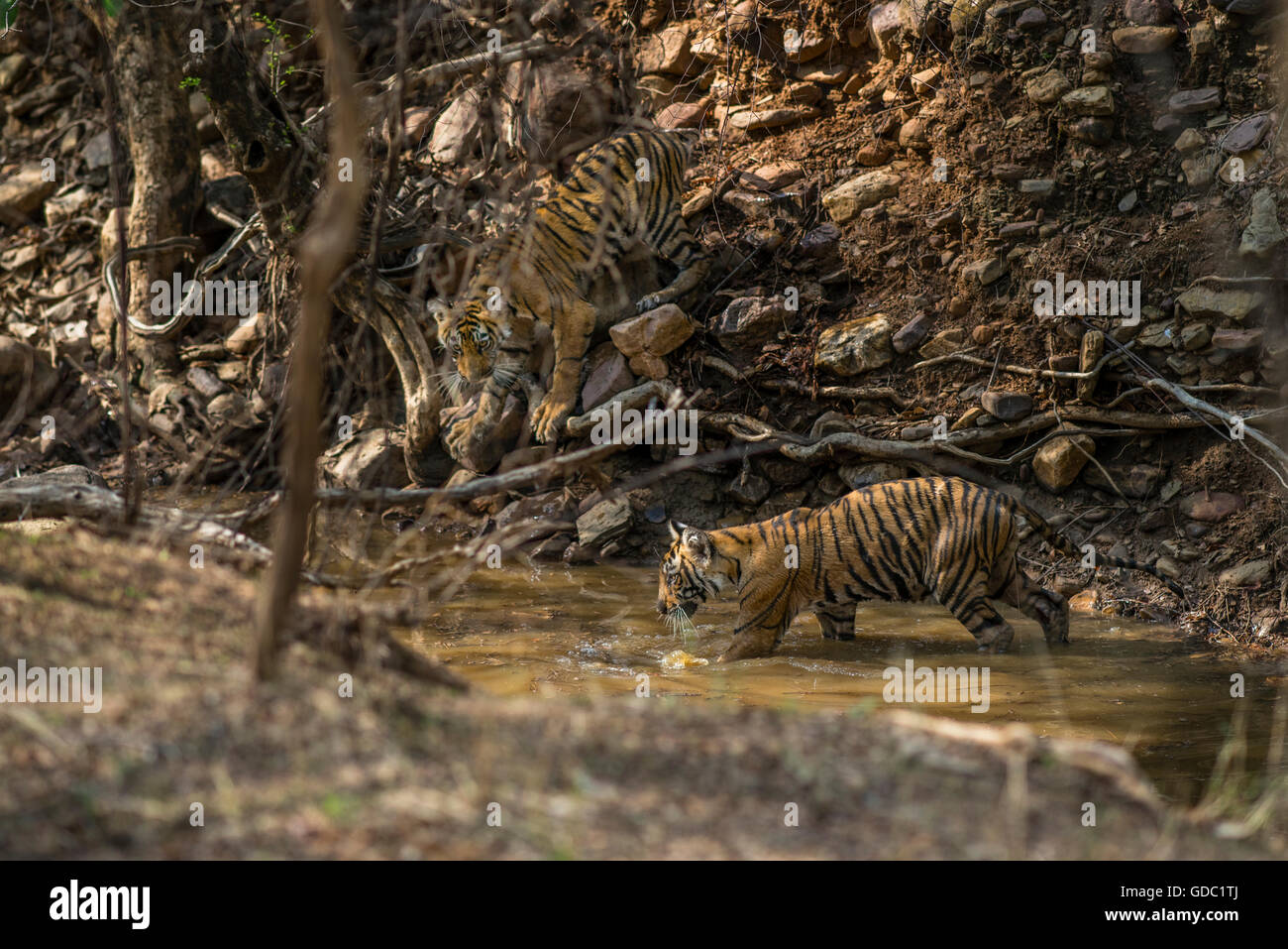 Wild Bengal Tiger cubs inside the water at Ranthambhore forest ...