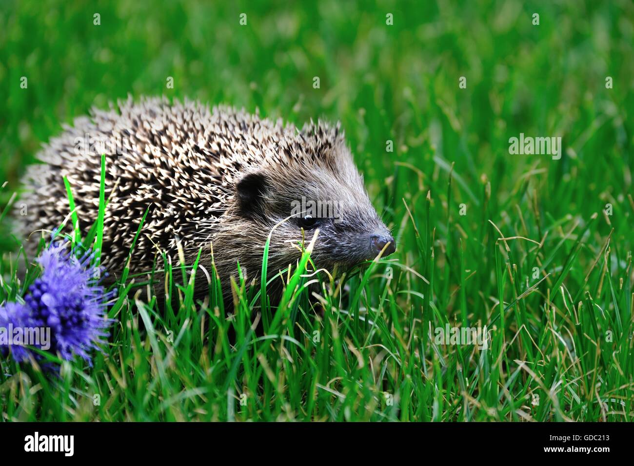 Hedgehog hi-res stock photography and images - Alamy
