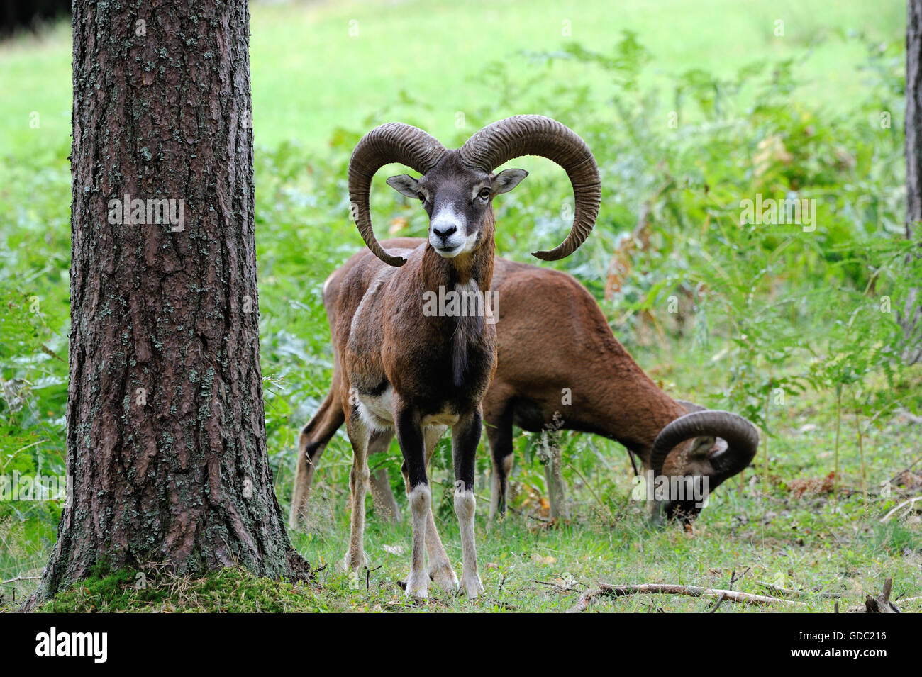 Mufflon hi-res stock photography and images - Alamy