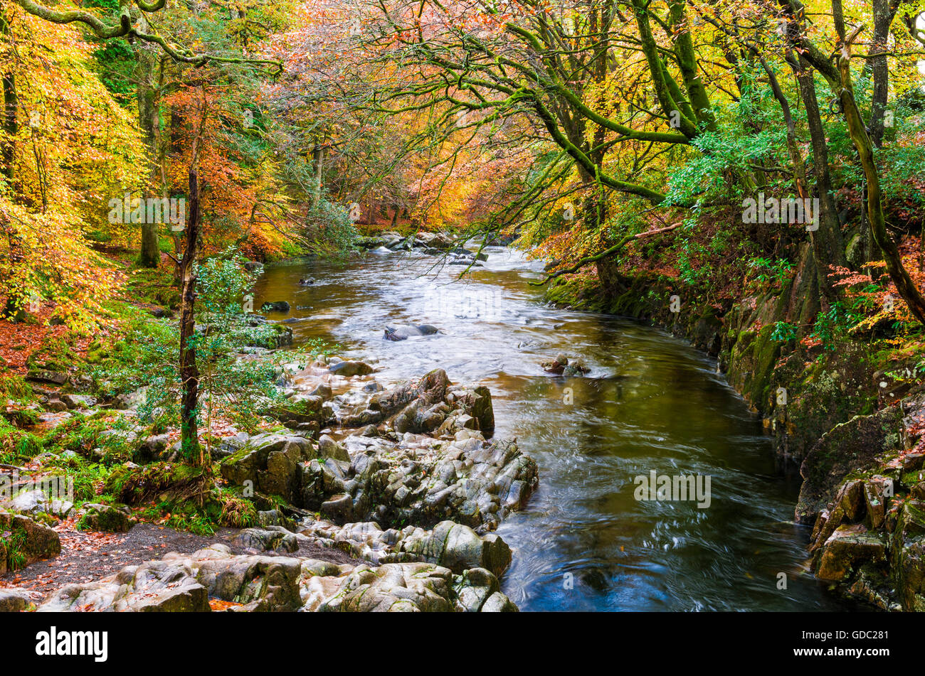 The River Esk flowing through a woodland in autumn. Eskdale, Lake ...