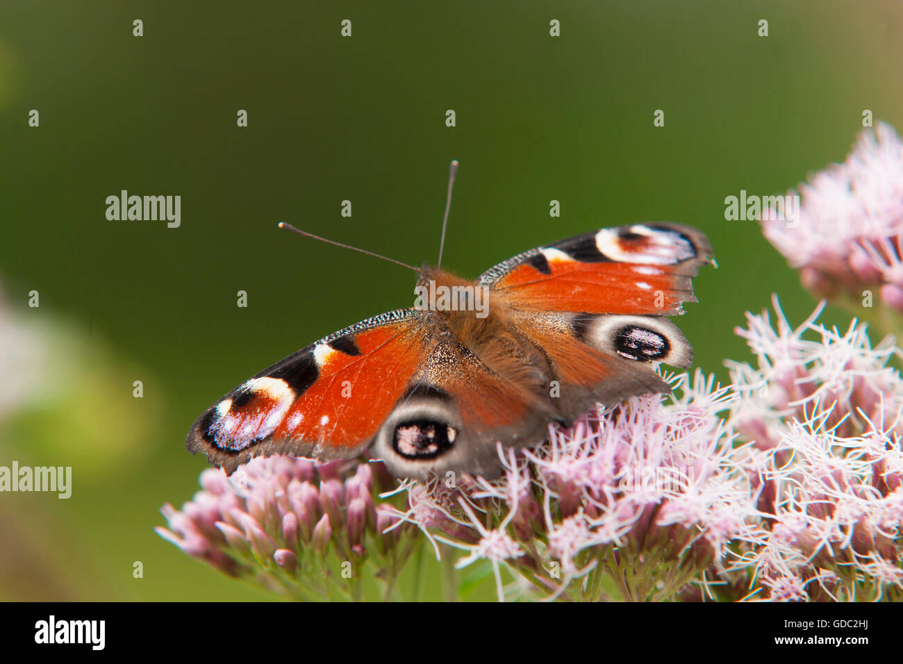 Bavaria,Germany,Upper Bavaria,insect,fauna,butterfly,fly,wing,Aglais io ...