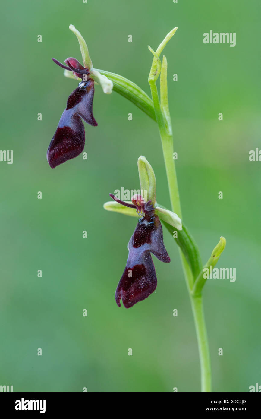 Insectifera hi-res stock photography and images - Alamy