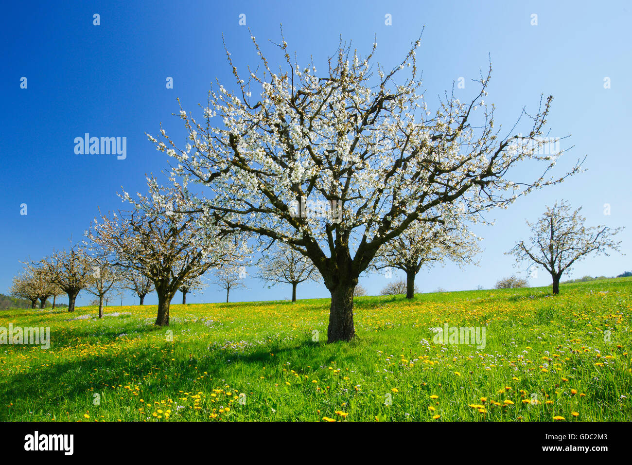 Cherry trees in spring,Prunus avium,Baselland,Switzerland Stock Photo - Alamy