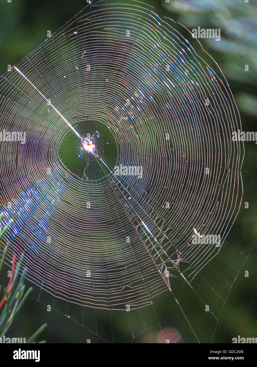Spider net,nature,round,net,circles,rings,timber concentrically Stock ...