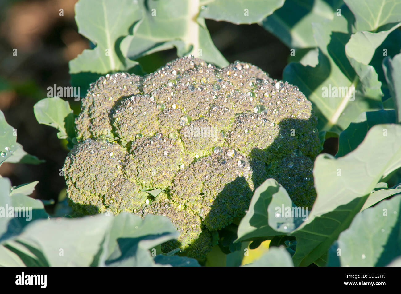 Broccoli garden autumn hi-res stock photography and images - Alamy