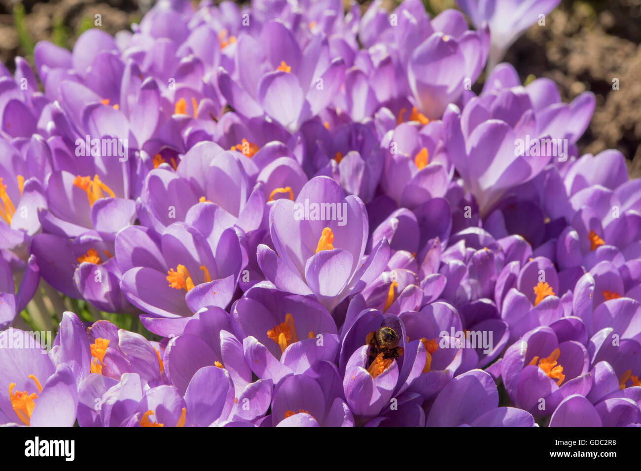 mauve crocus in full blossom,flourish Stock Photo - Alamy