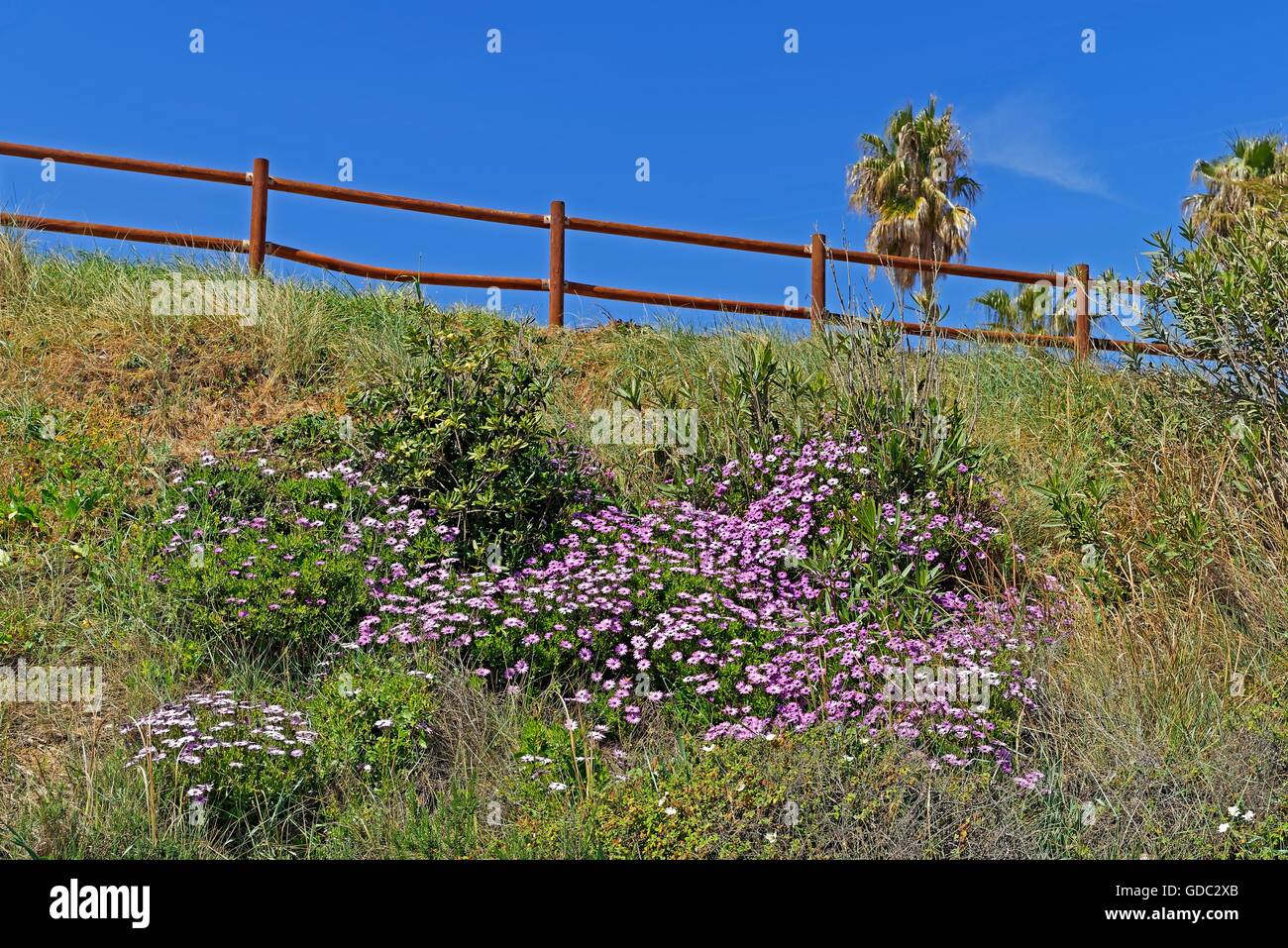 Wild flowers trees hi-res stock photography and images - Alamy