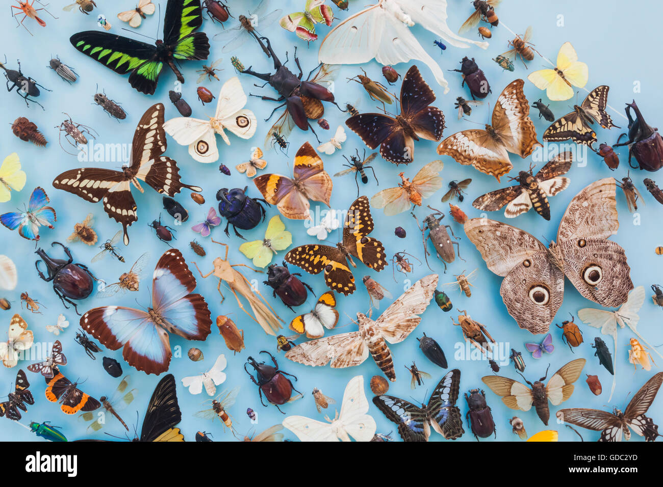 England,Oxfordshire,Oxford,Museum of Natural History,Display of Insects ...