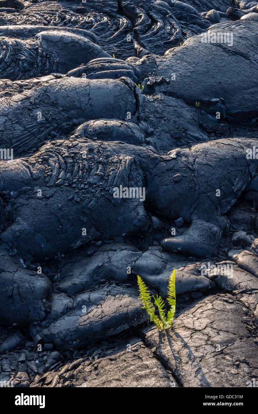 USA,Vereinigte Staaten,Amerika,Hawaii,Big Island,Puna District,Hawaii ...