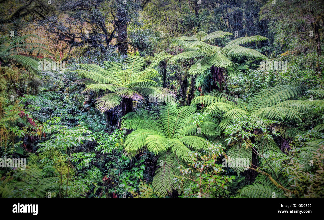 Rain forest,New Zealand,fern,south island,cold rain forest,jungle ...