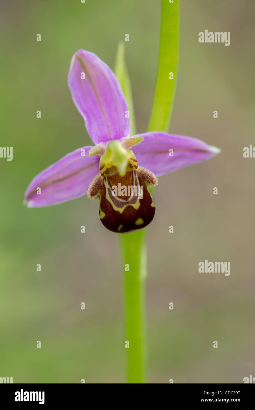 Ophrys apifera hi-res stock photography and images - Alamy
